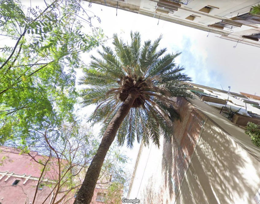 Google Maps: Fatal palm tree in Barcelona