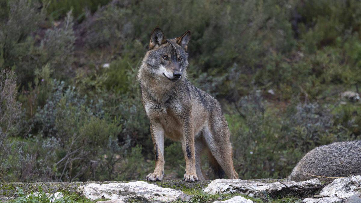 Avistado un lobo en el Parc de la Serralada de Marina