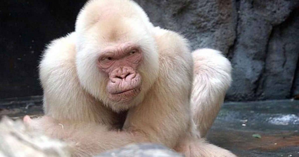 Barcelona rinde homenaje a Copito de Nieve con calle y estatua